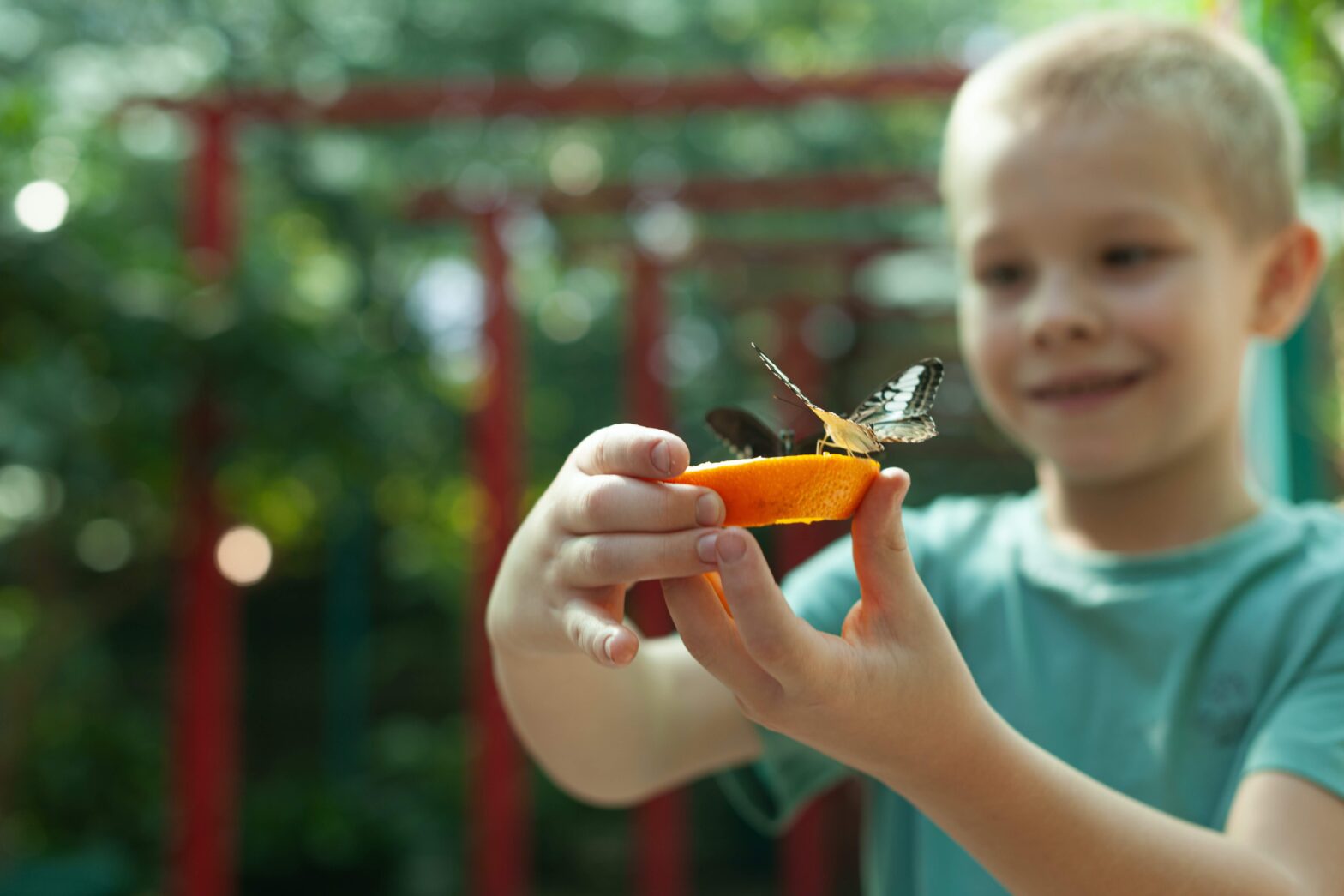 Visit The Butterfly Vivarium at The American Museum of Natural History ...